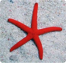Red Linkia Starfish M | The Aqua-Arium LLC