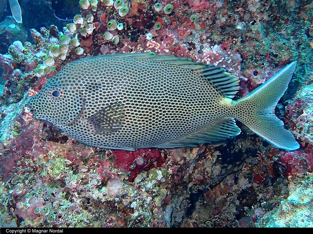 Starry Rabbit Fish ML | The Aqua-Arium LLC