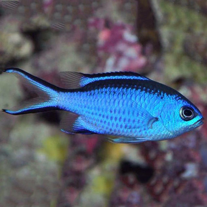 Blue Chromis Fish